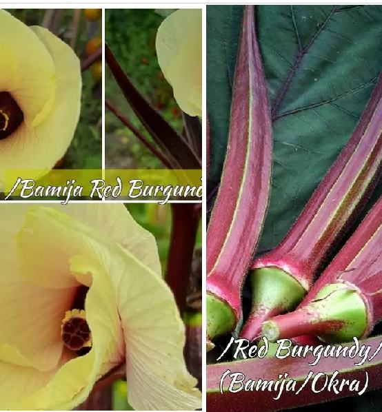 Bamija (Red Burgundy)