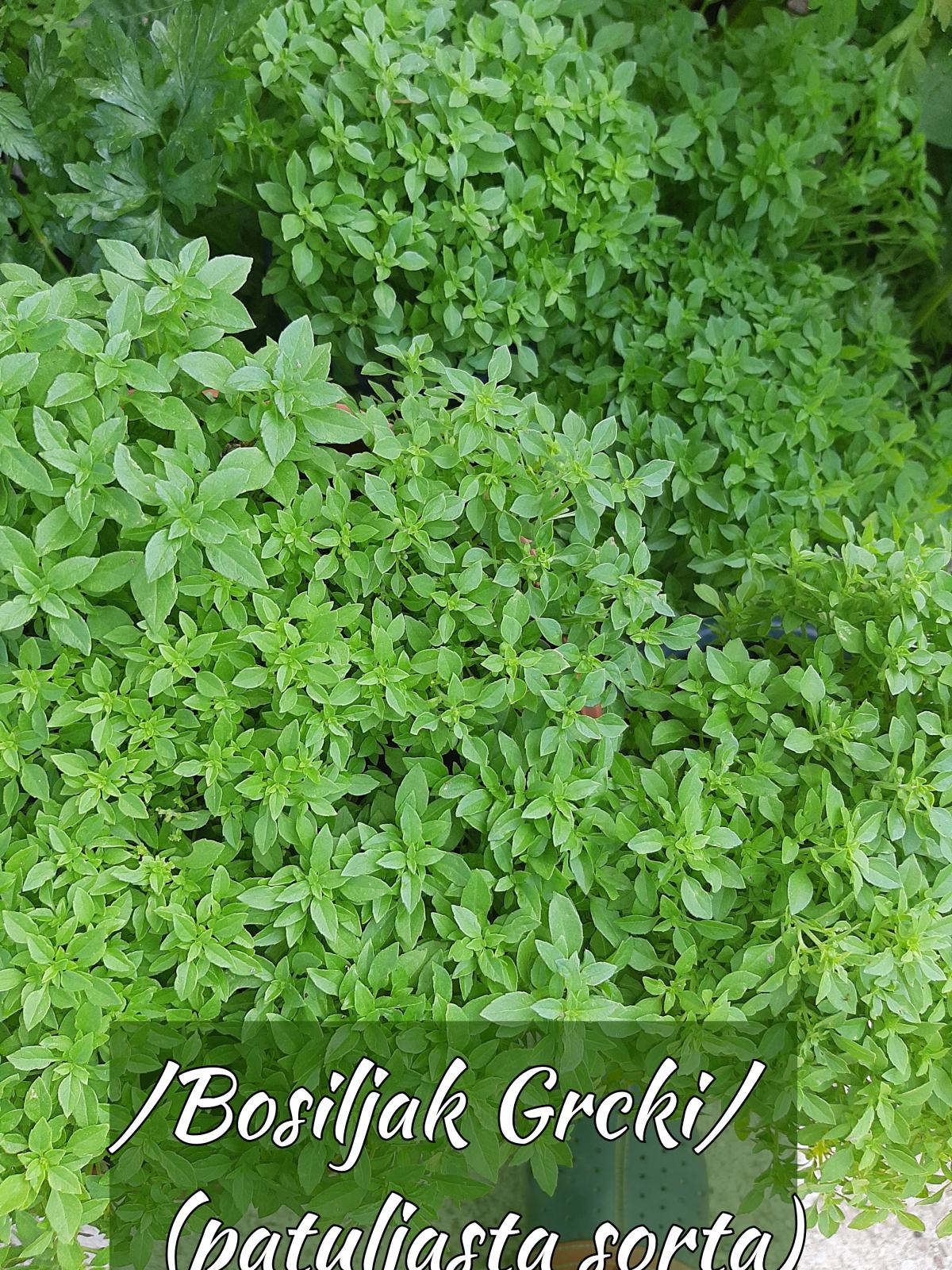 Bosiljak Grcki (patuljasta sorta)