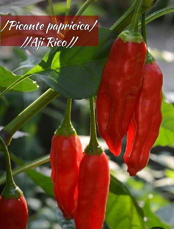 Chili Aji Rico