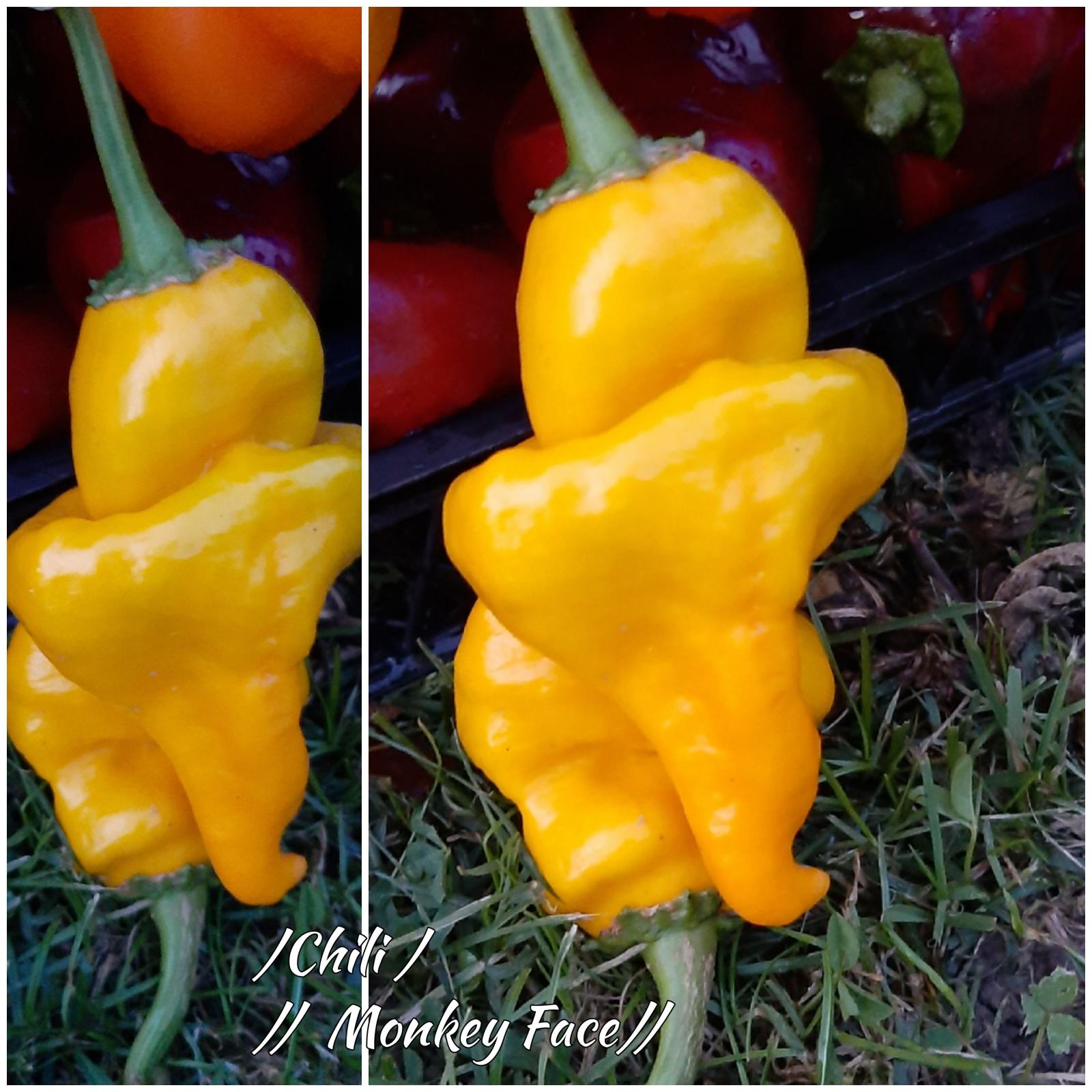 Chili Monkey Face yellow