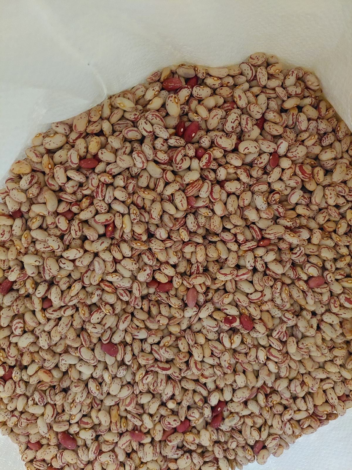 Grah trešnjevac suhi