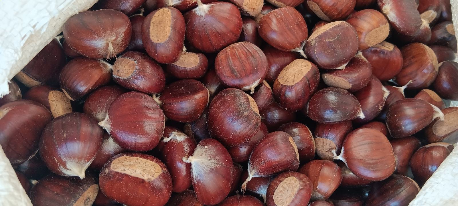 kesteni prodaja