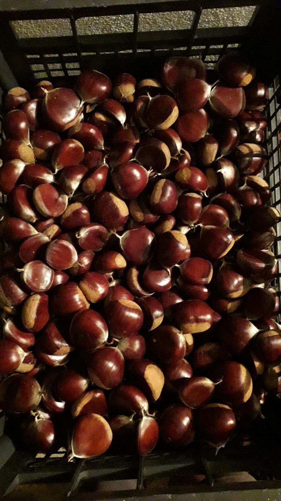 Kesteni