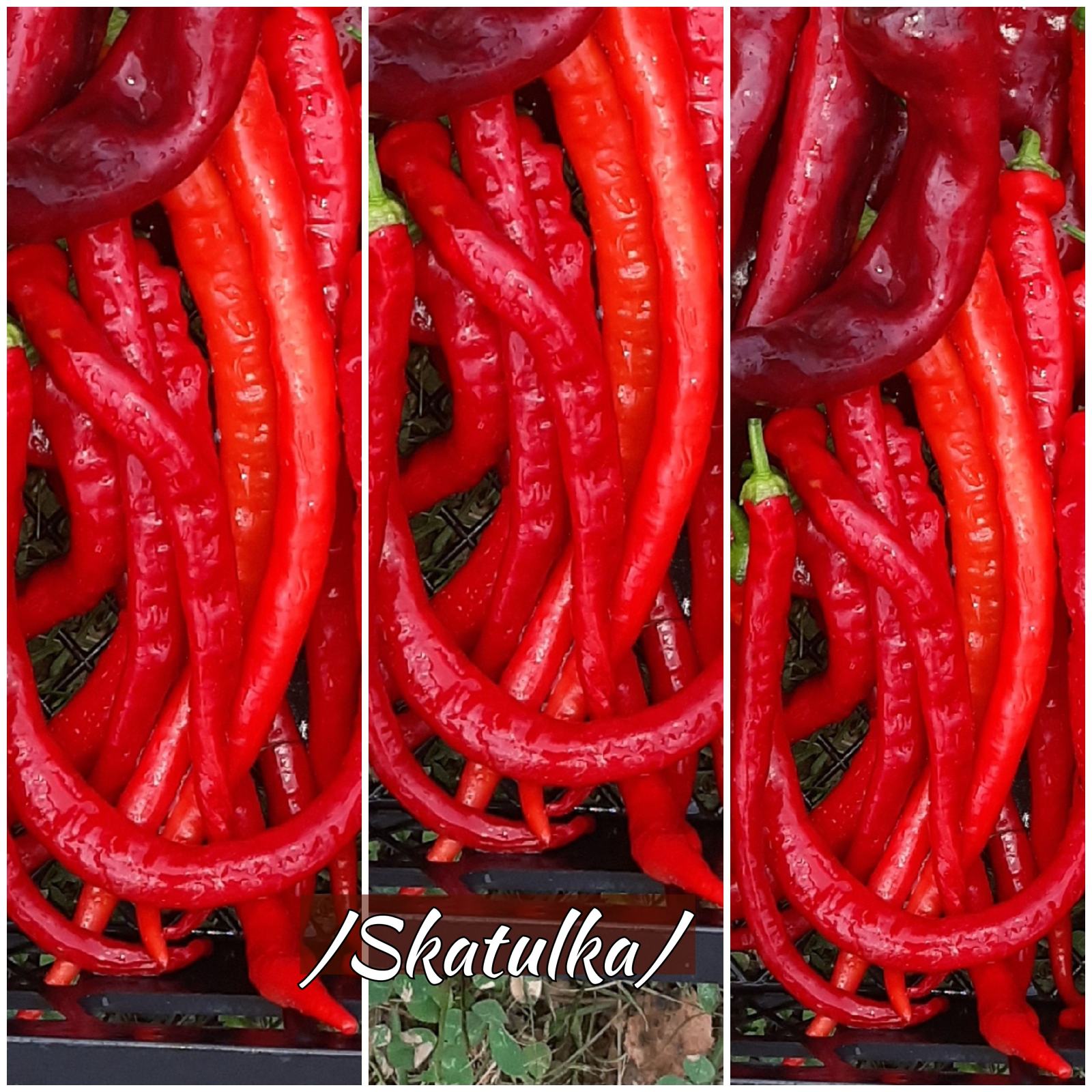 Corbaci/slatki feferon