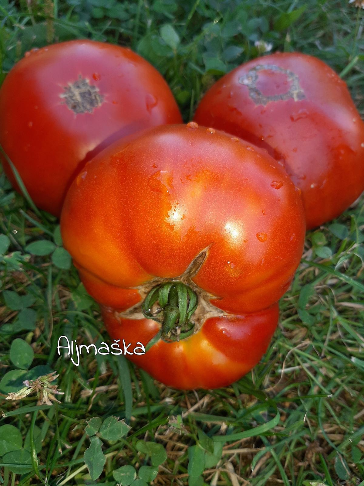 Rajcica Aljmaska (stara sorta)