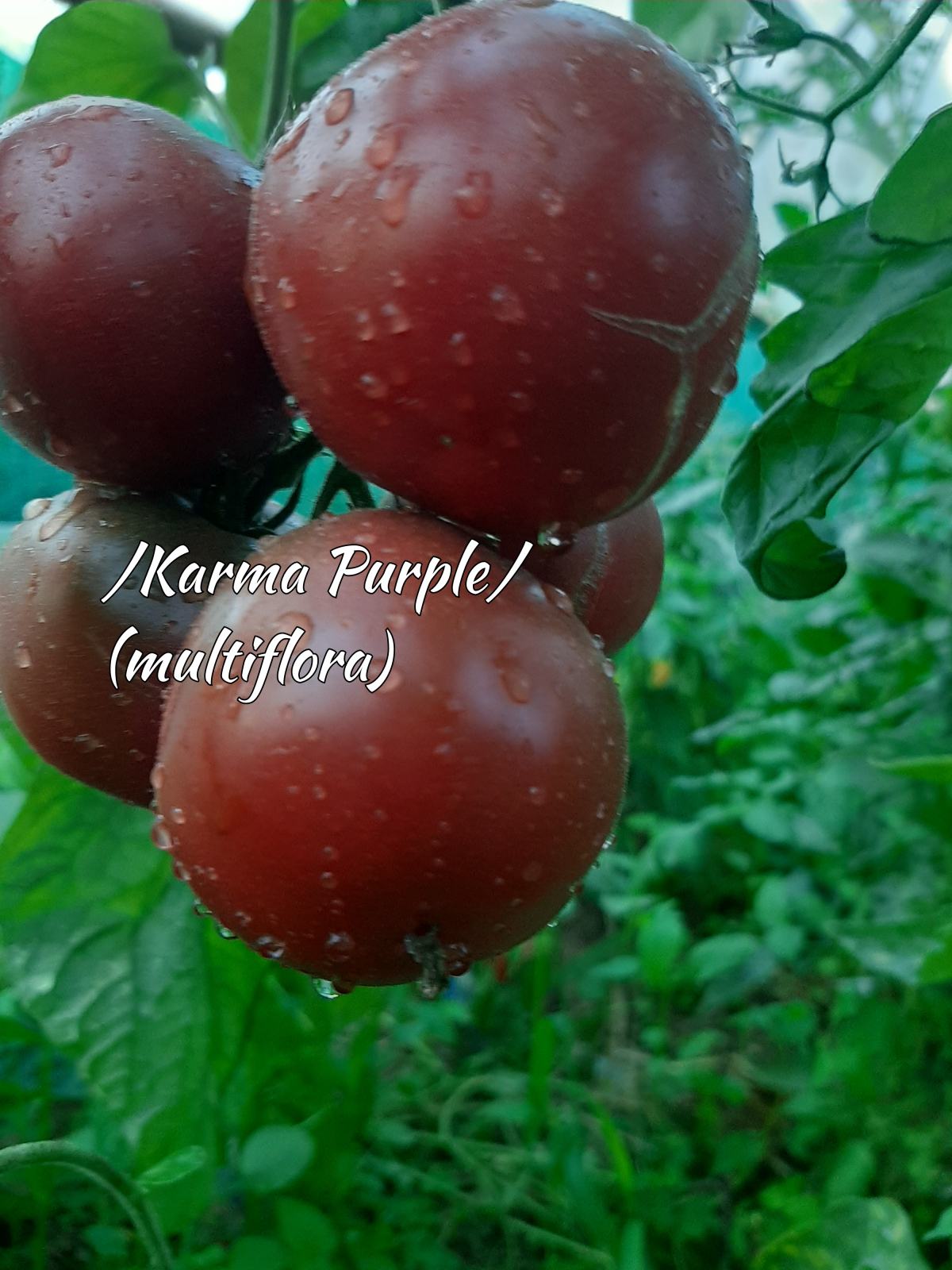 Rajcica /Karma Purple/ ( multiflora)