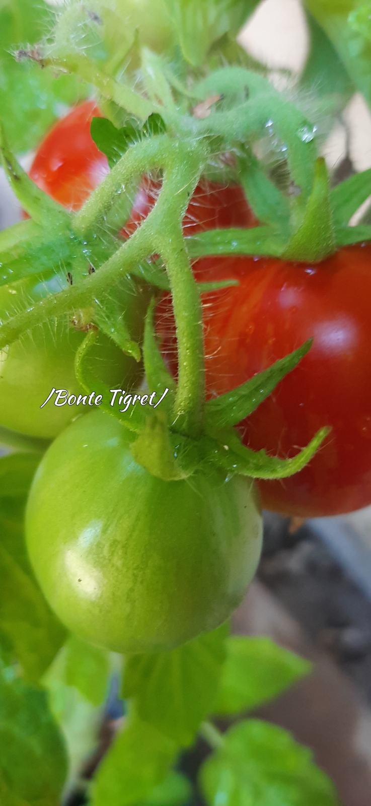 Rajcica micro /Bonte Tigret/