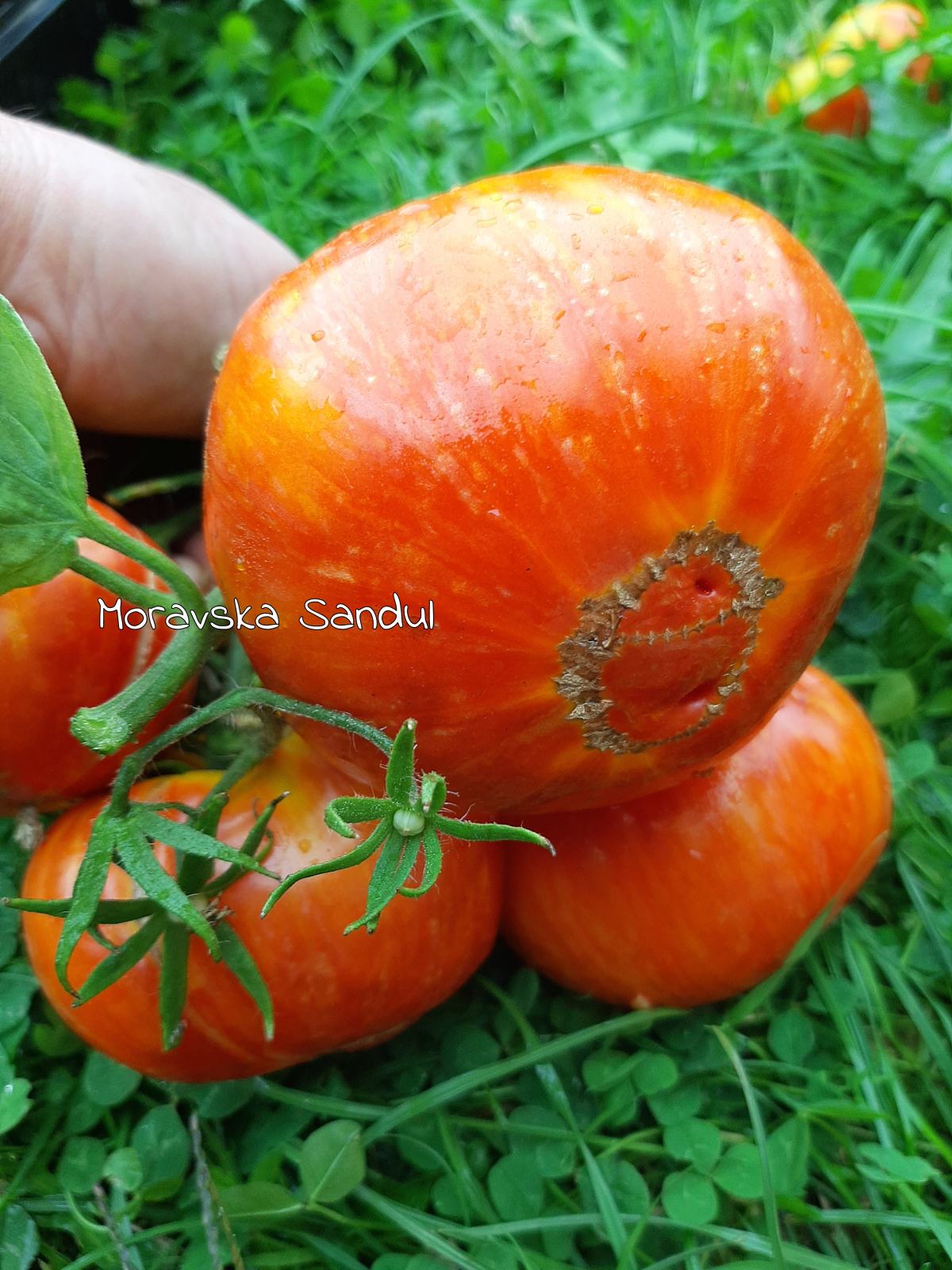 Rajcica Moravska Sandul (stara sorta)