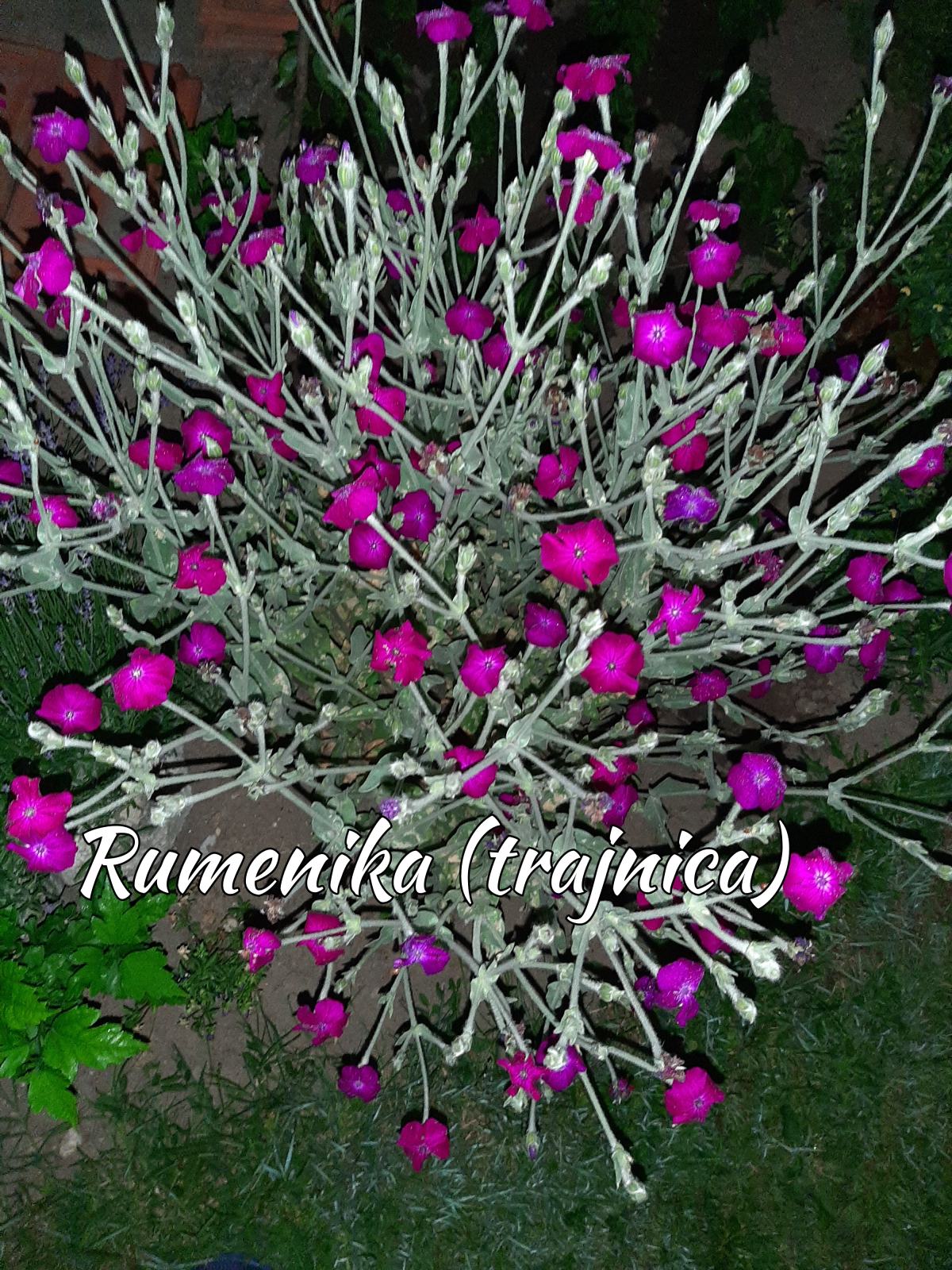Rumenika (trajnica)
