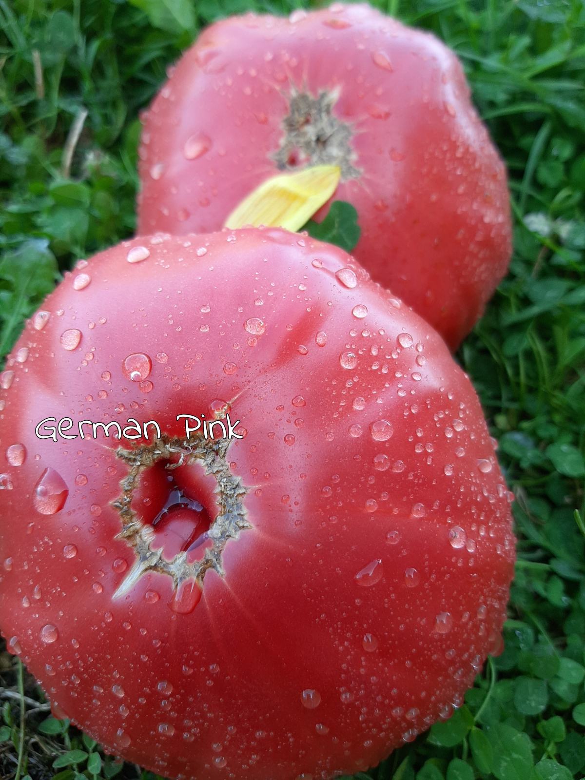 Stara sorta German Pink