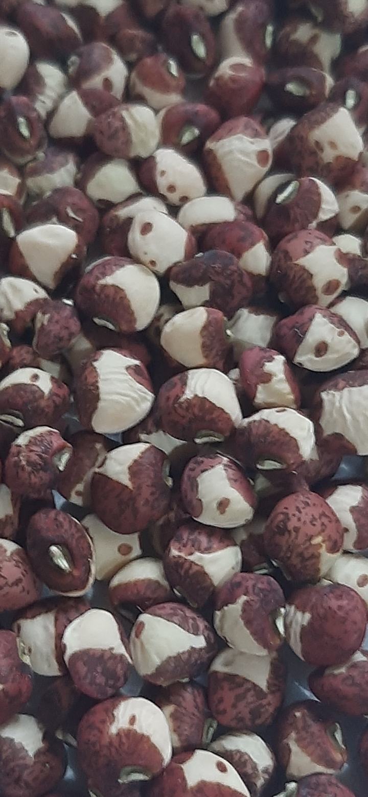 Vigna mahuna poluvisoka