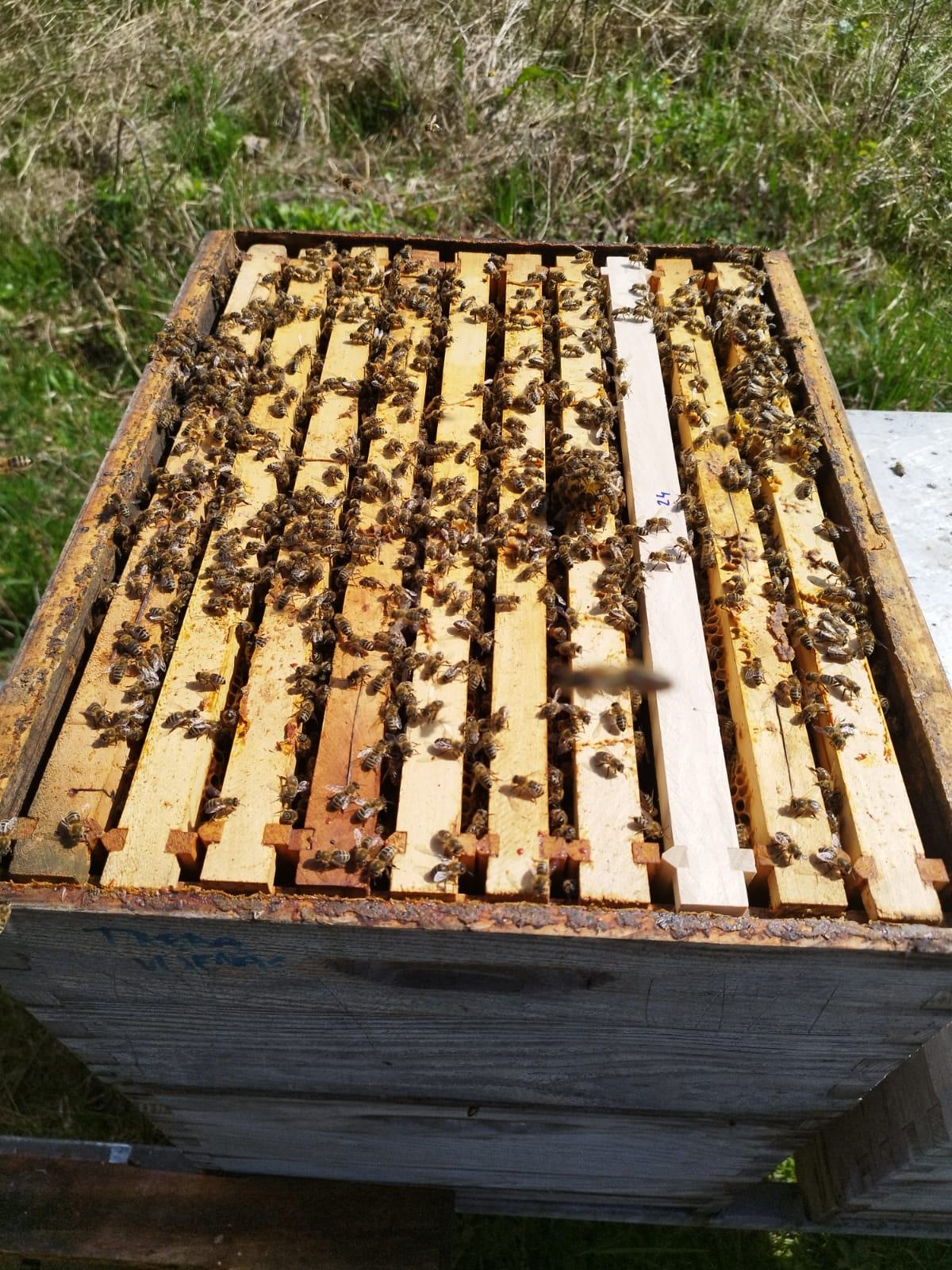 Podajem pčelinje zajednice