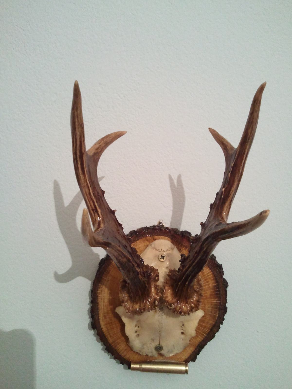 Rogovi od srnjaka (srdaća)