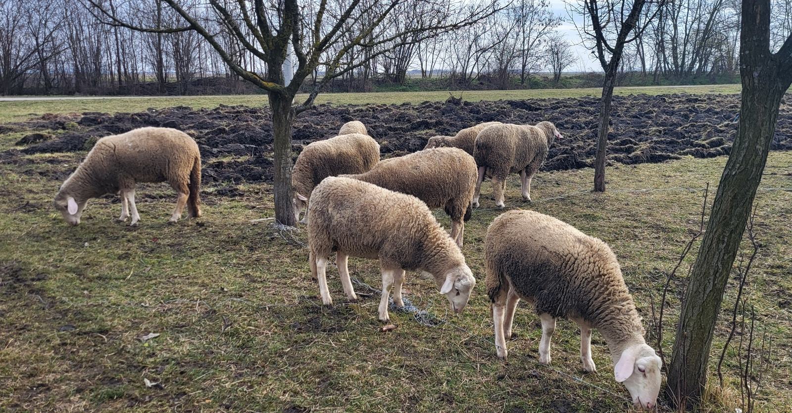 5 Merino ovaca i ovan