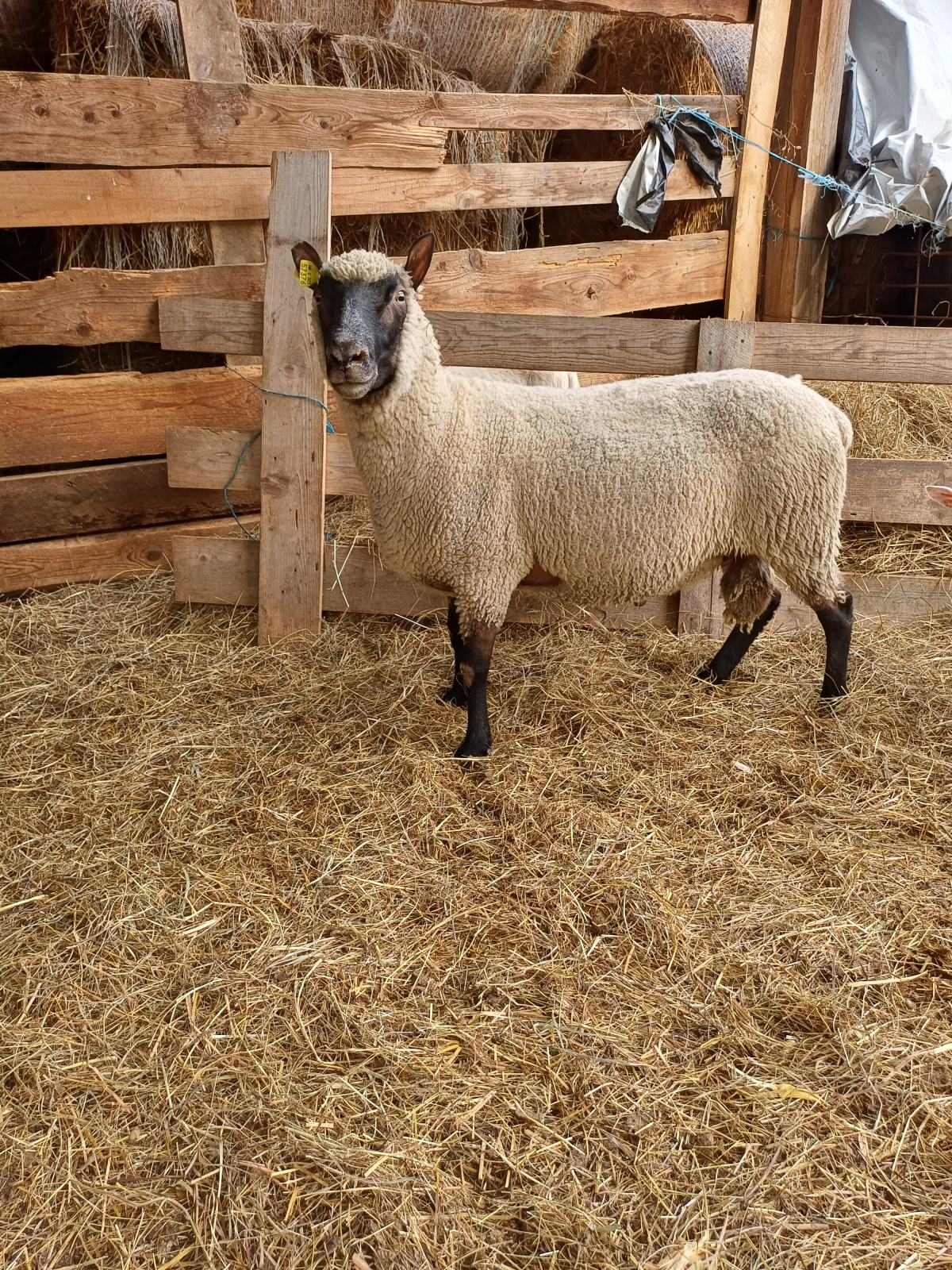 Clun Forest ovan s rodovnikom