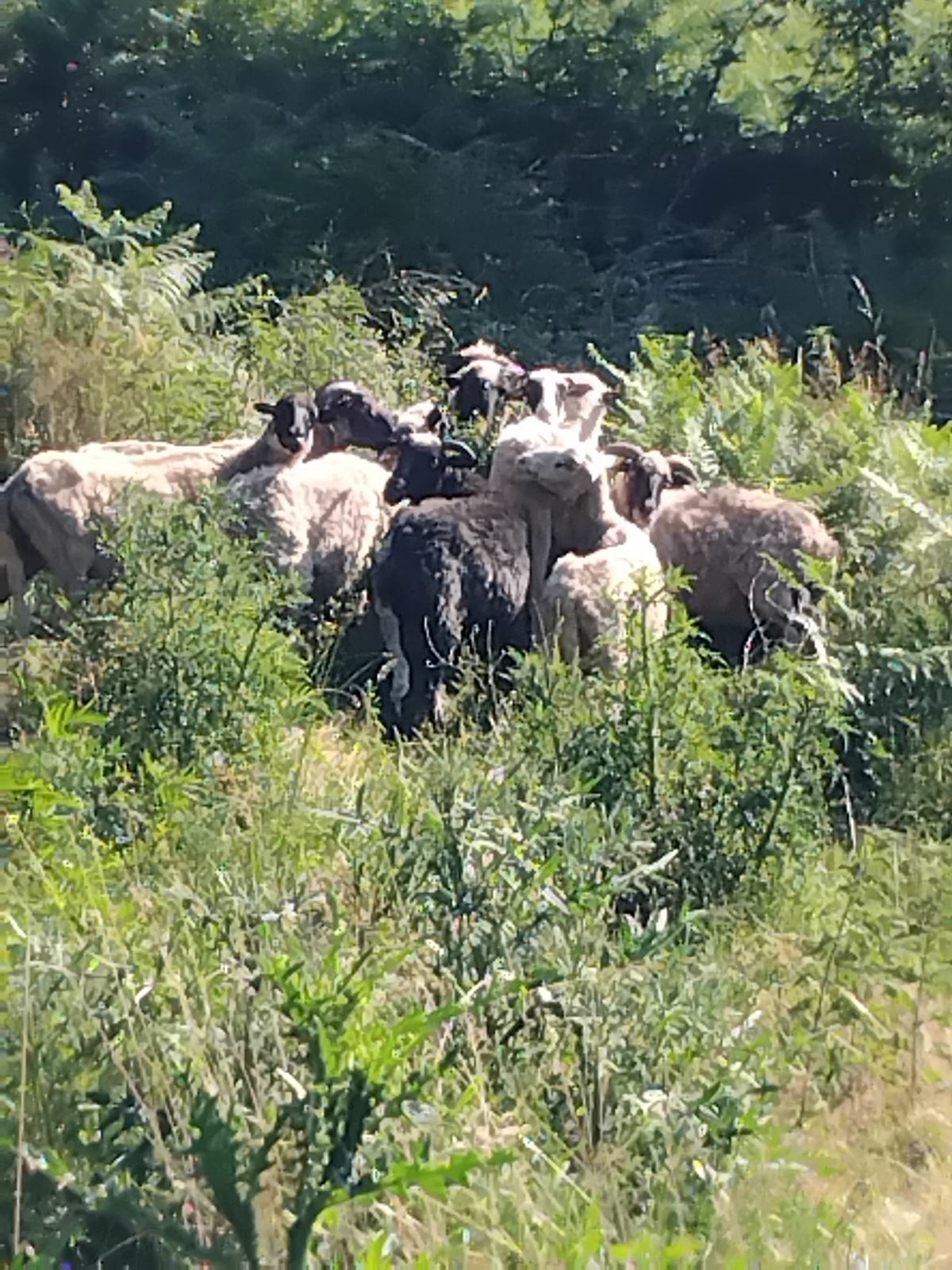 Domace zivotinje povoljno