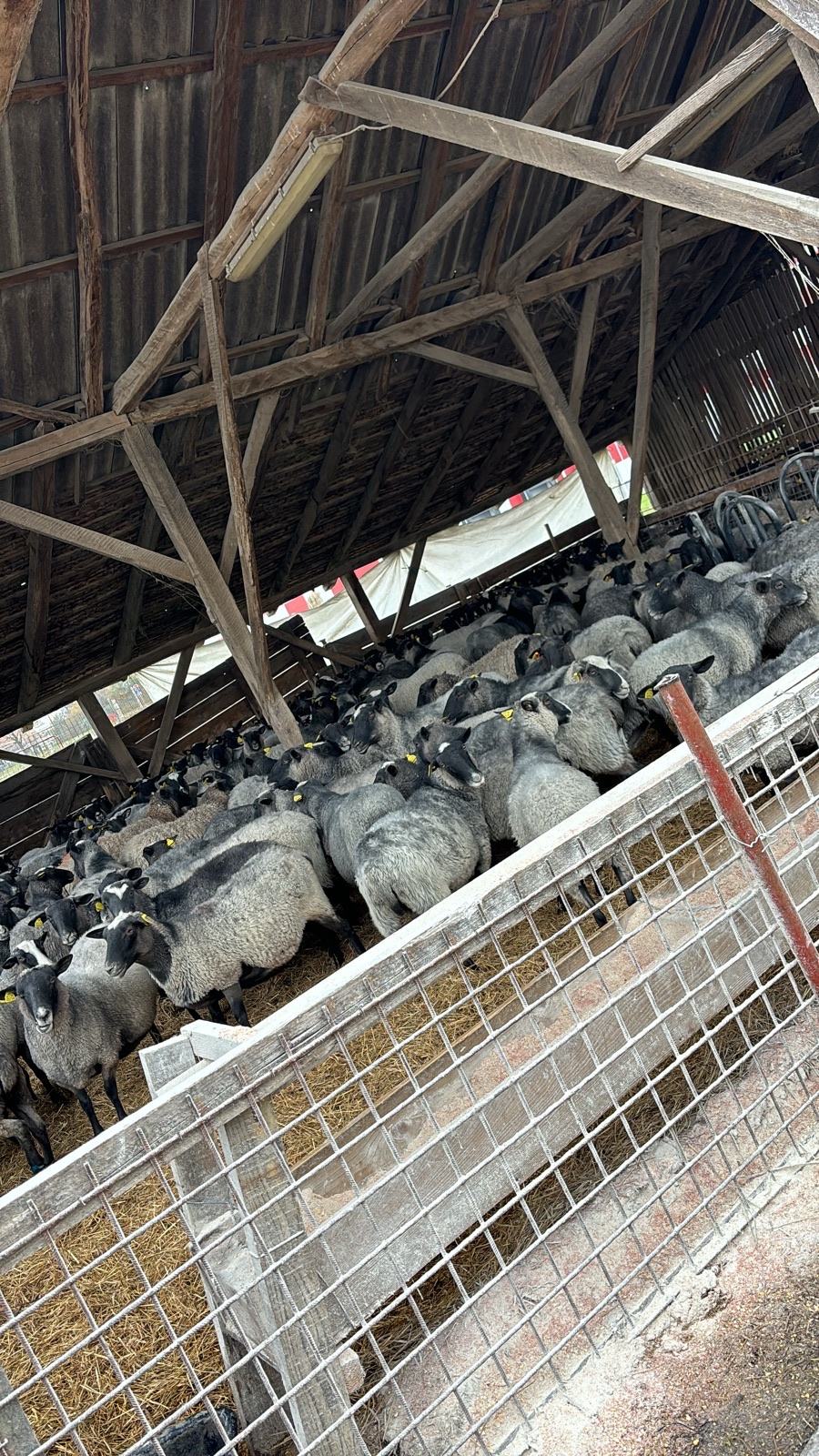 Janjci 25 kg prosjek