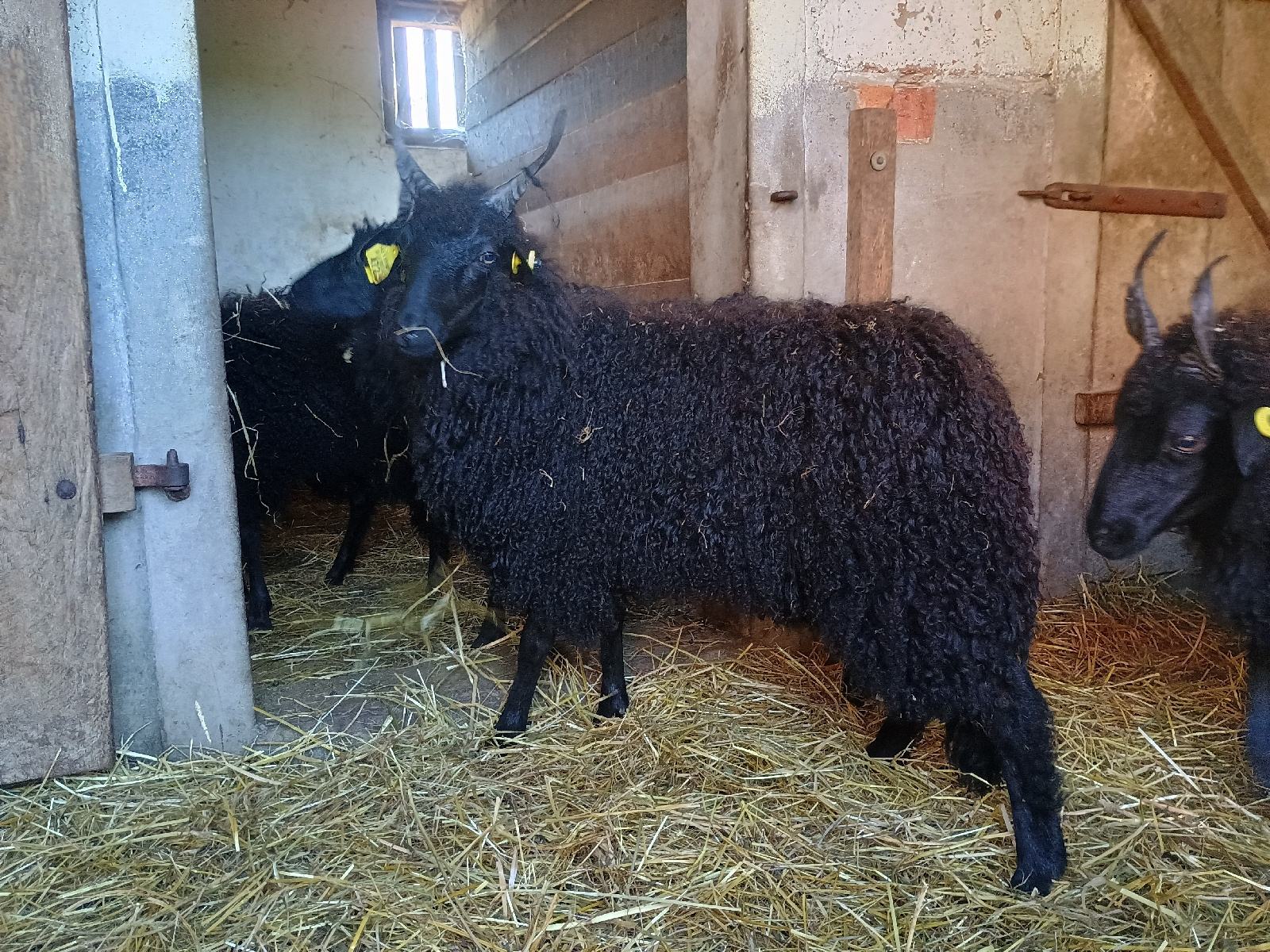 Janjci racke ovce, vitoroge