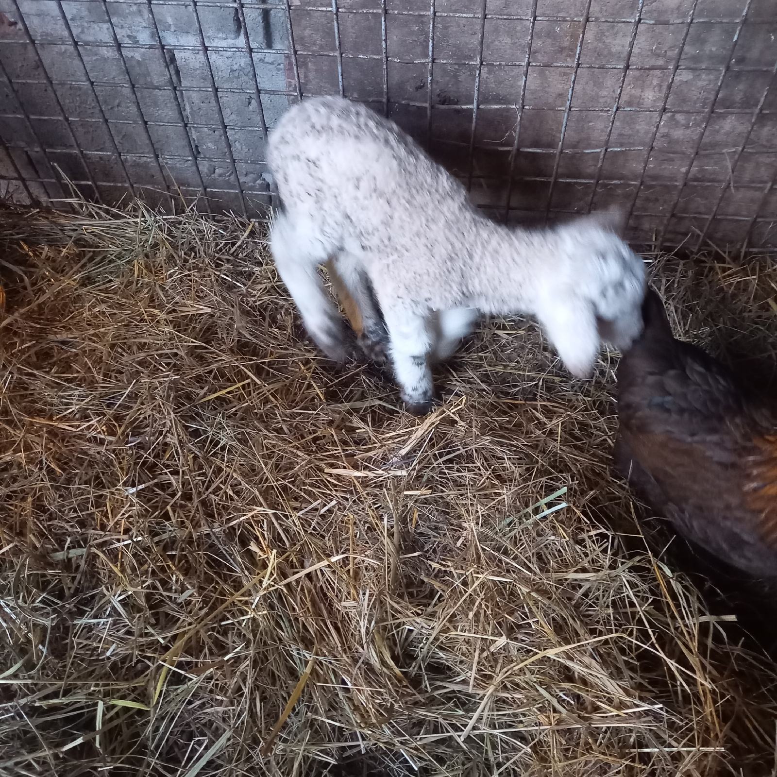 janje 2 dana staro za dohranu