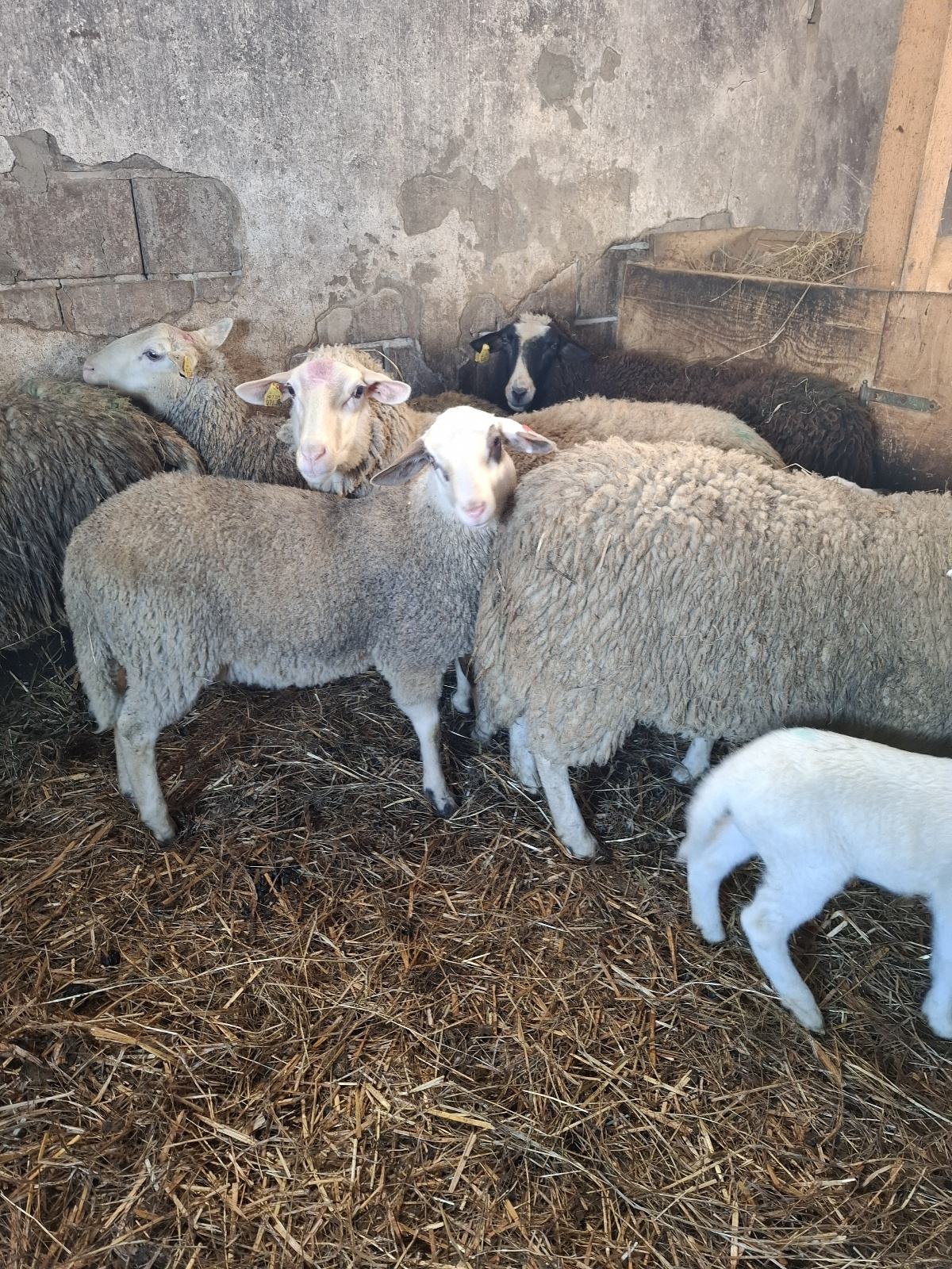 Janje muško za rasplod