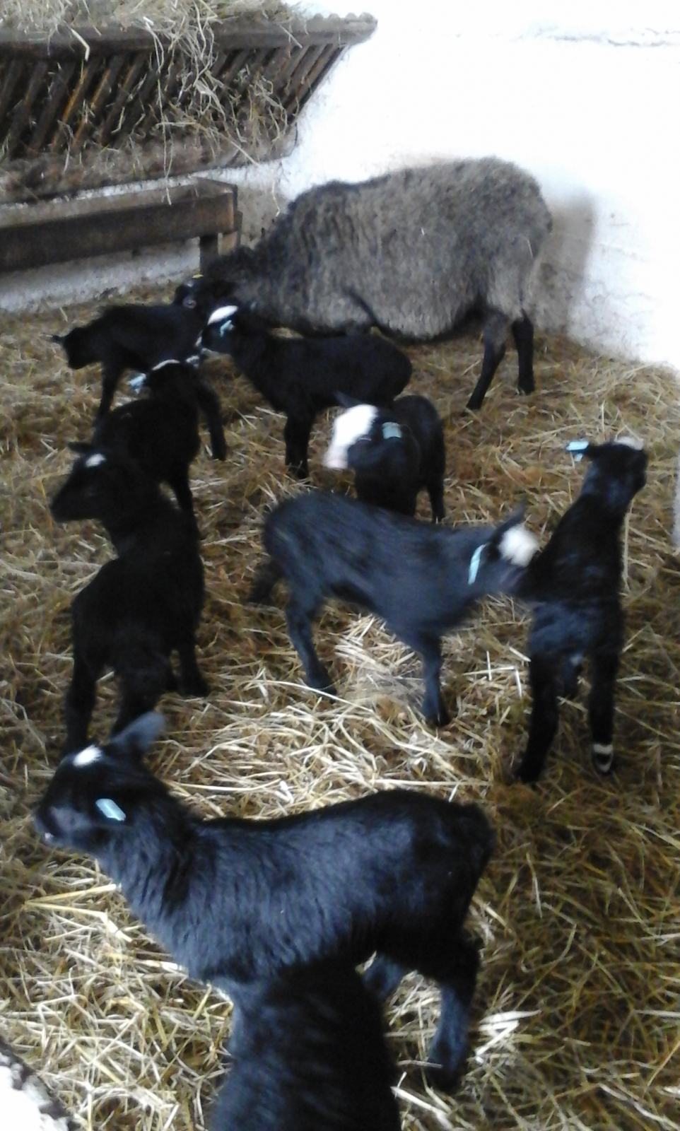 JANJE-žensko POKLANJAM