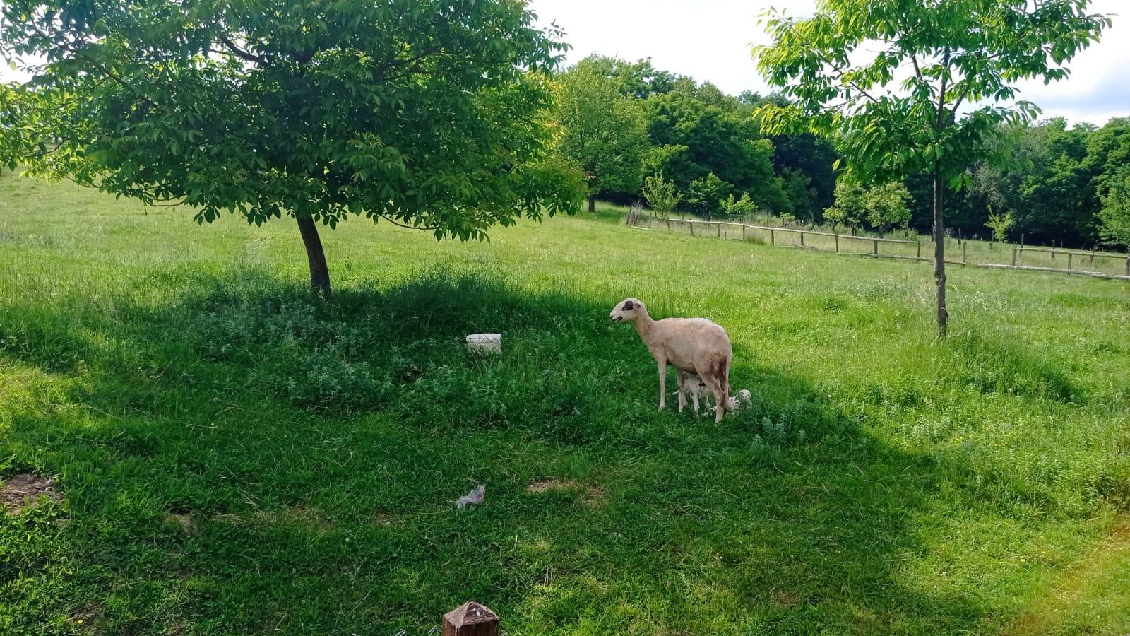 Kvalitetno stado ovaca – 6 bređih ovaca i ovan