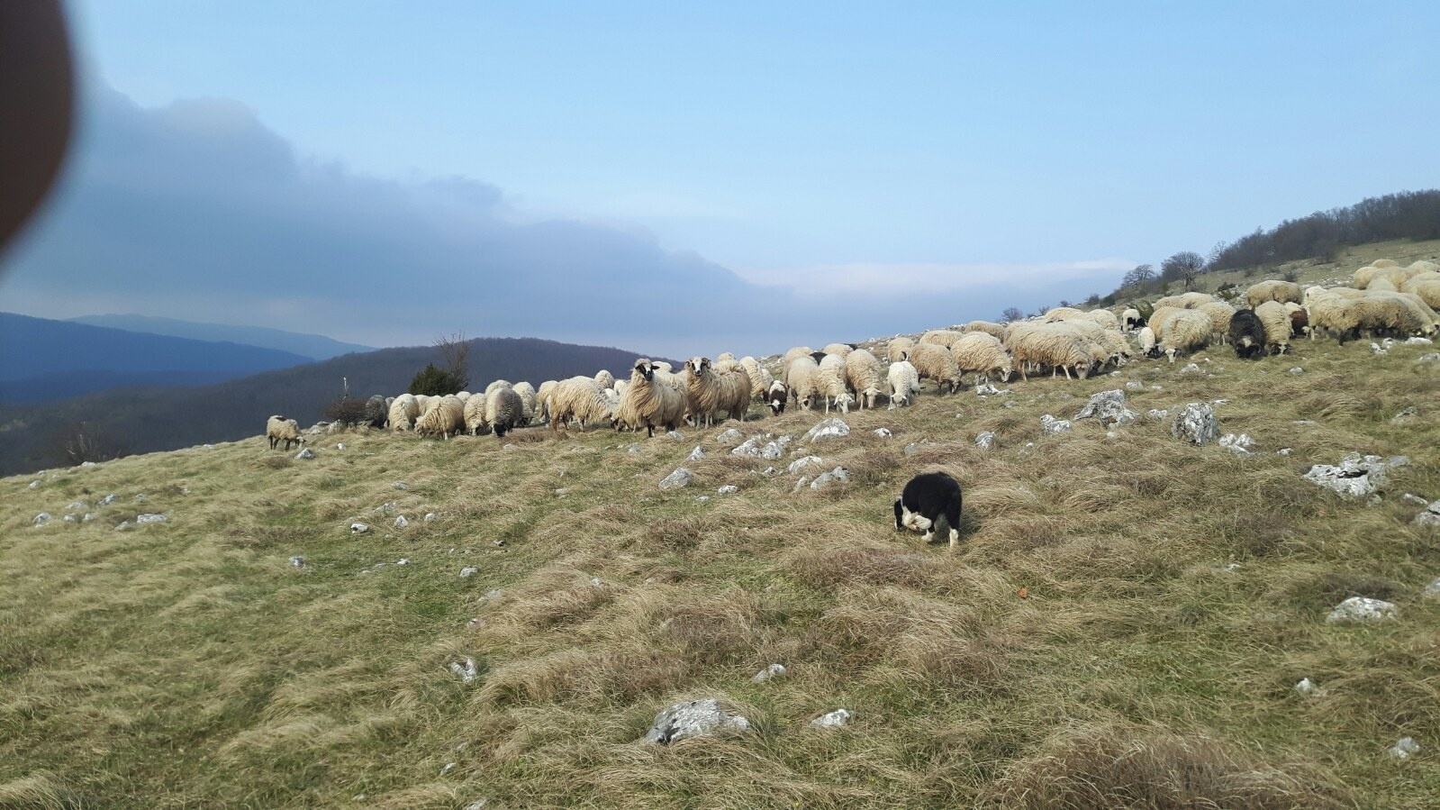 Lička pramenka ovce i janjad