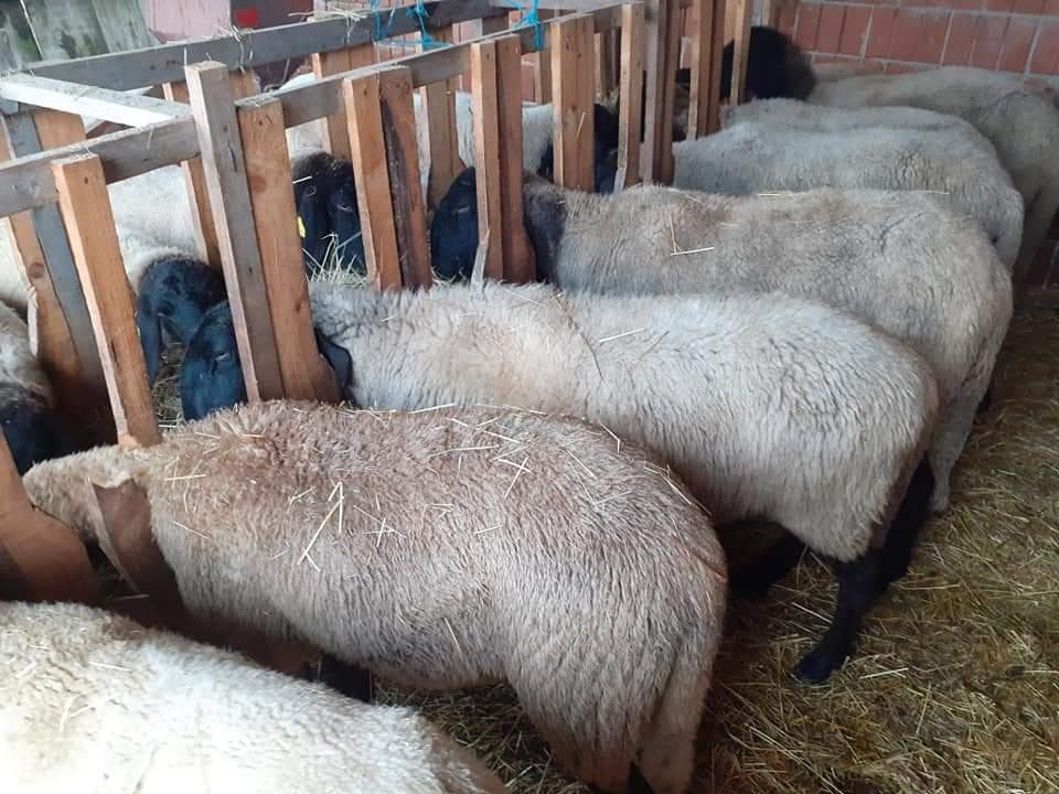 Mladi ovnovi cigaja