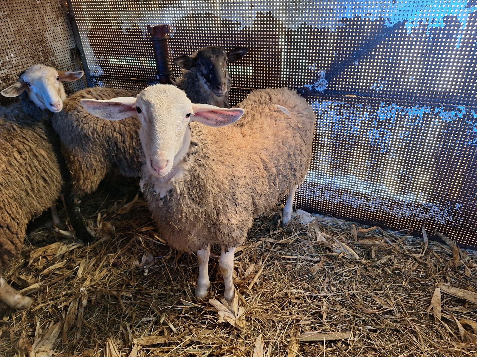 Muško janje za obradu ili rasplod, 40 kg