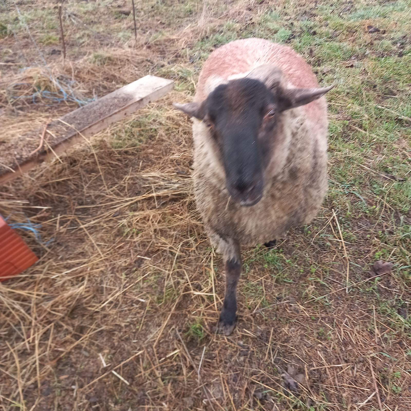 OVAN za klanje 1,5 god