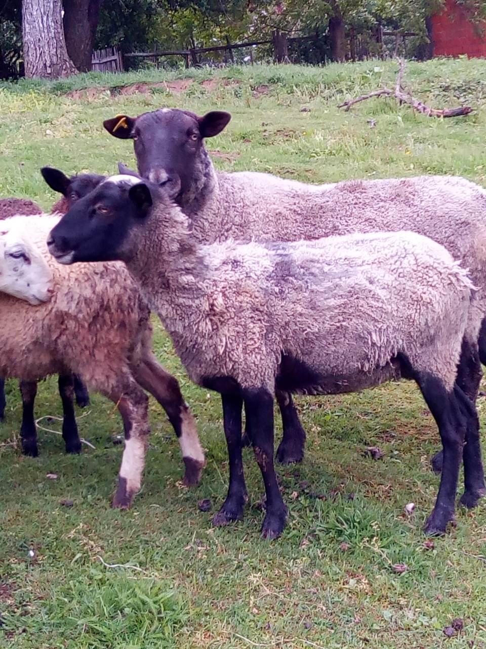 Ovan i ovce romanovske, ovca slovenka