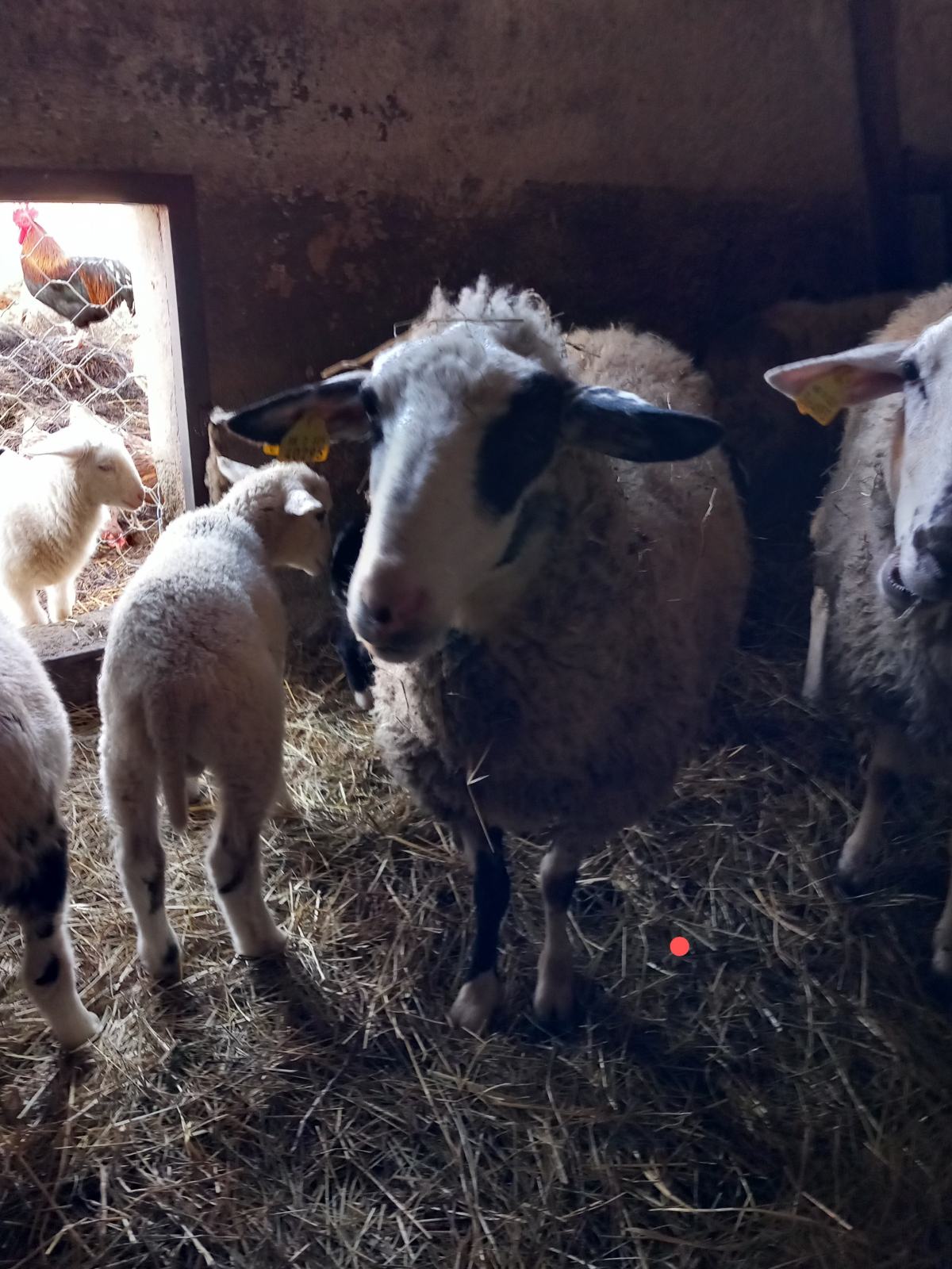 Ovca sa dvoje janjadi