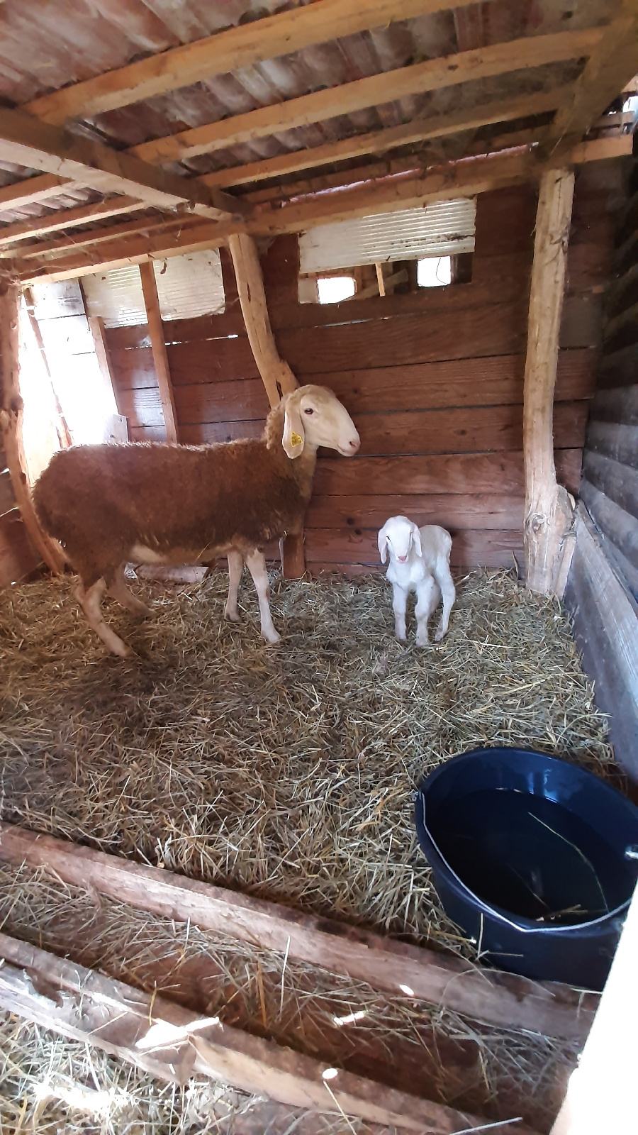 ovca i janje 600 kuna