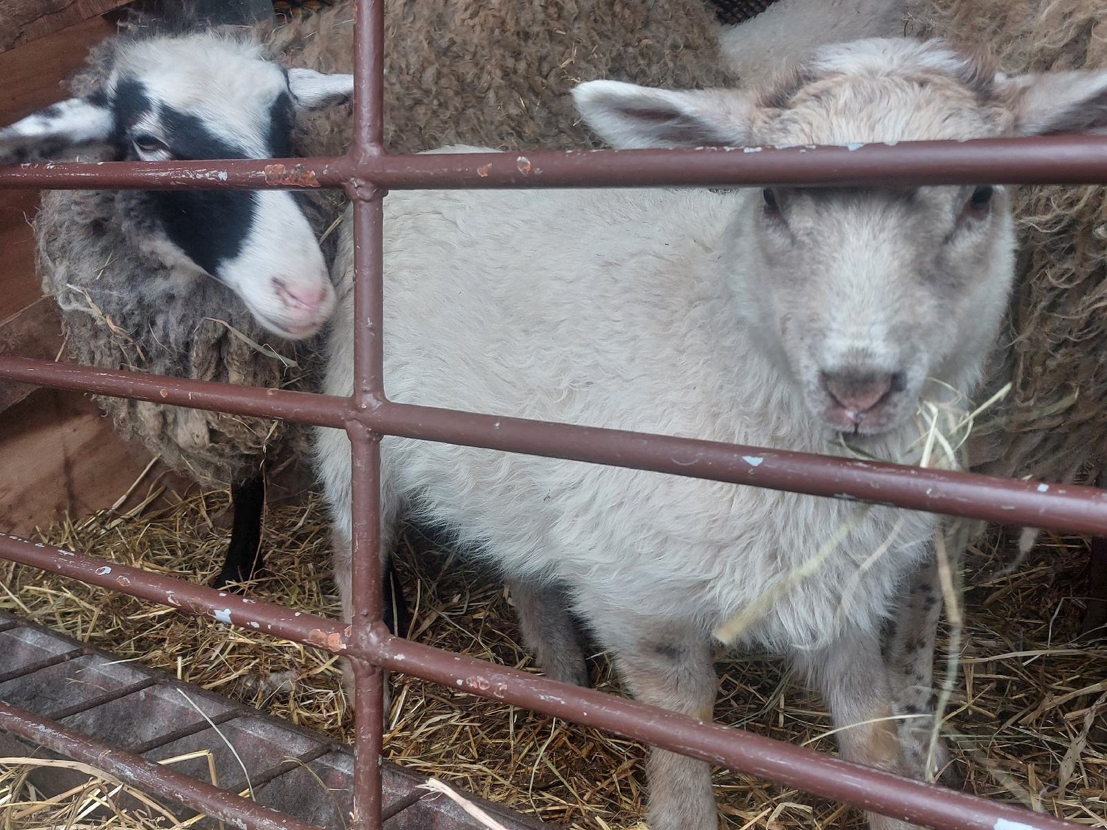 Ovca i žensko janje 2 mj.