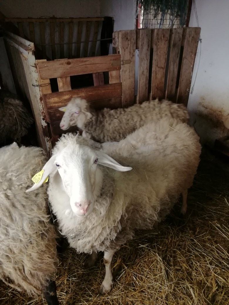 ovca slovenka bređa