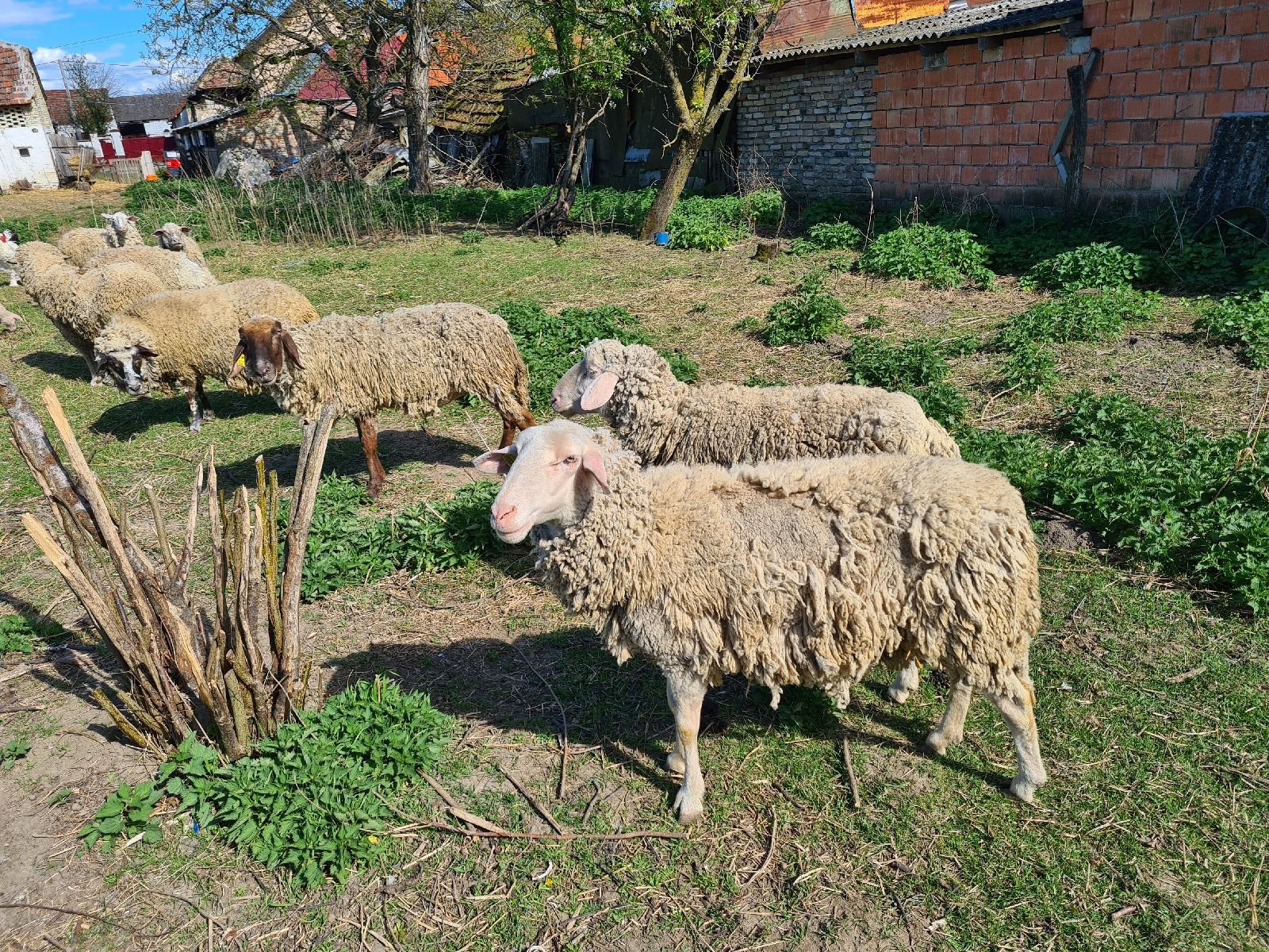 Ovce na prodaju