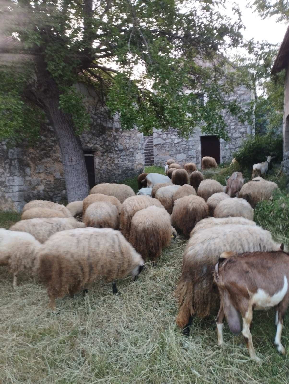 Ovce
