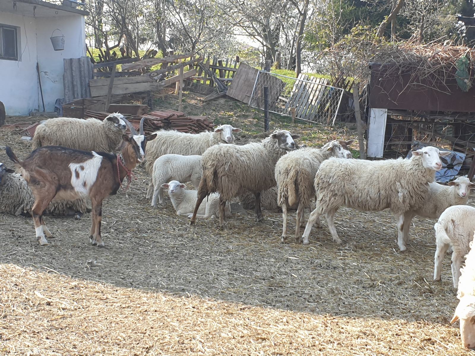 Ovna i deset ovaca moze zamjena