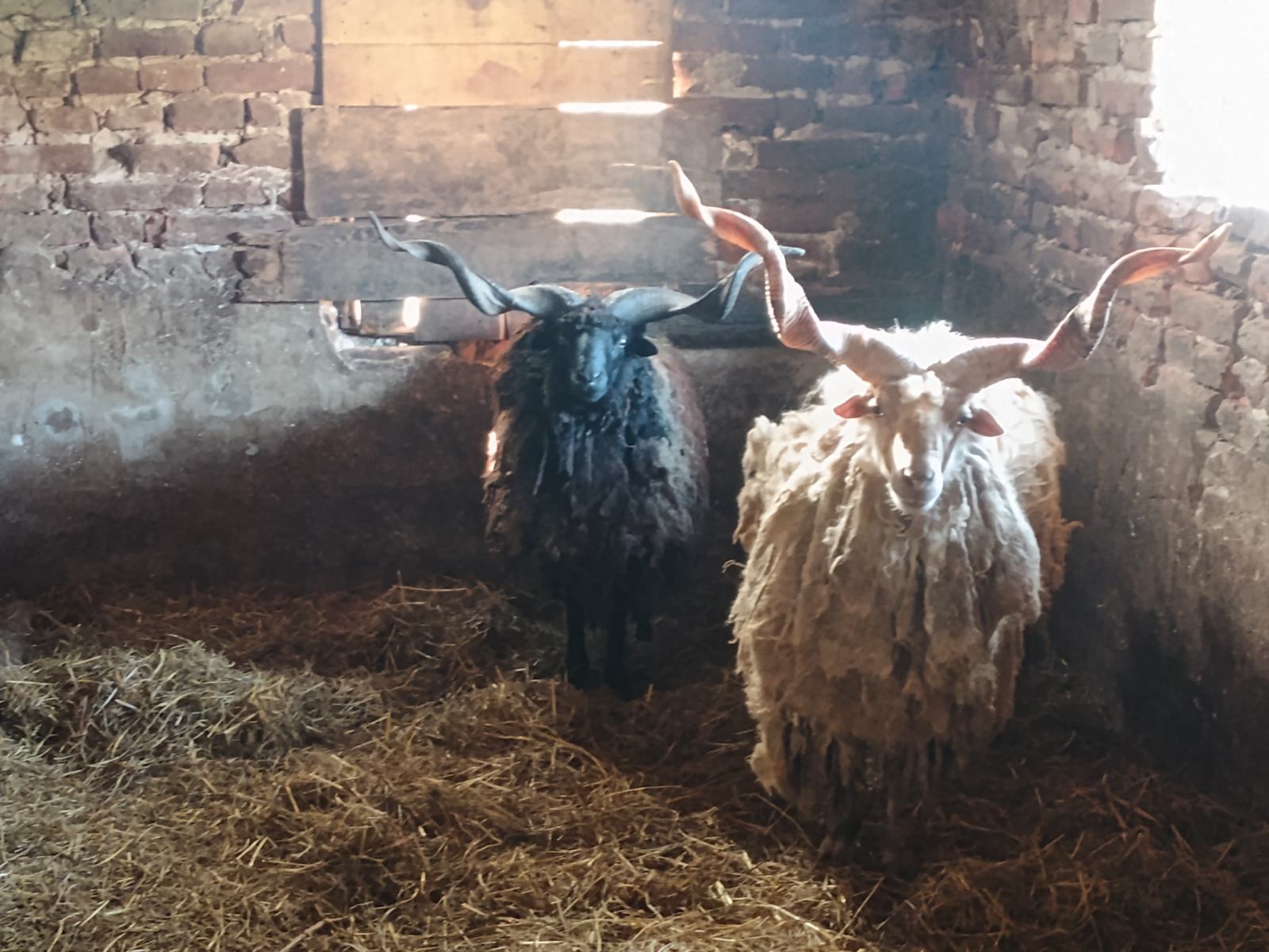 Ovnovi racke ovce, vitoroge