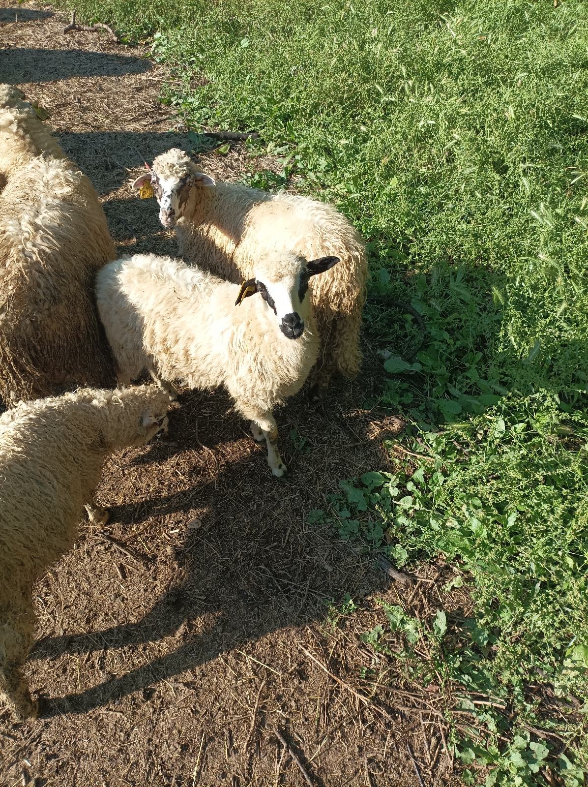 prodaja janjaca i jaradi