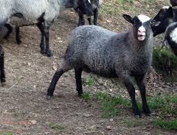 Prodaja kvalitetnih Romanovskih ovaca