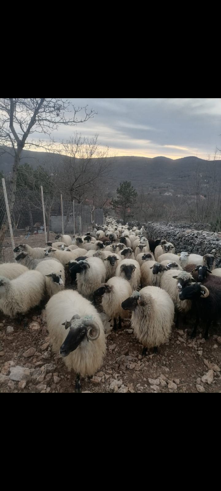 Prodaja ovaca