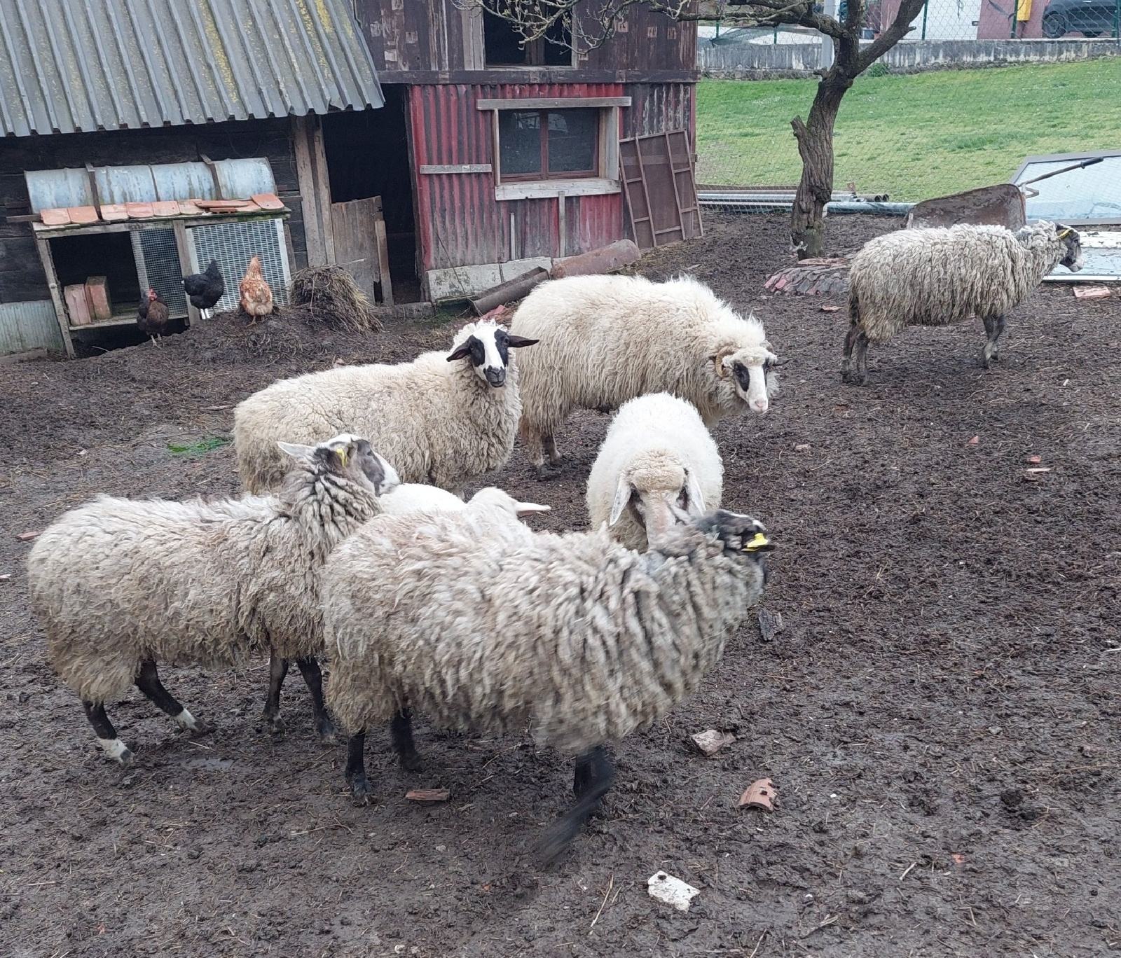 Prodaja ovaca - HITNOO!!