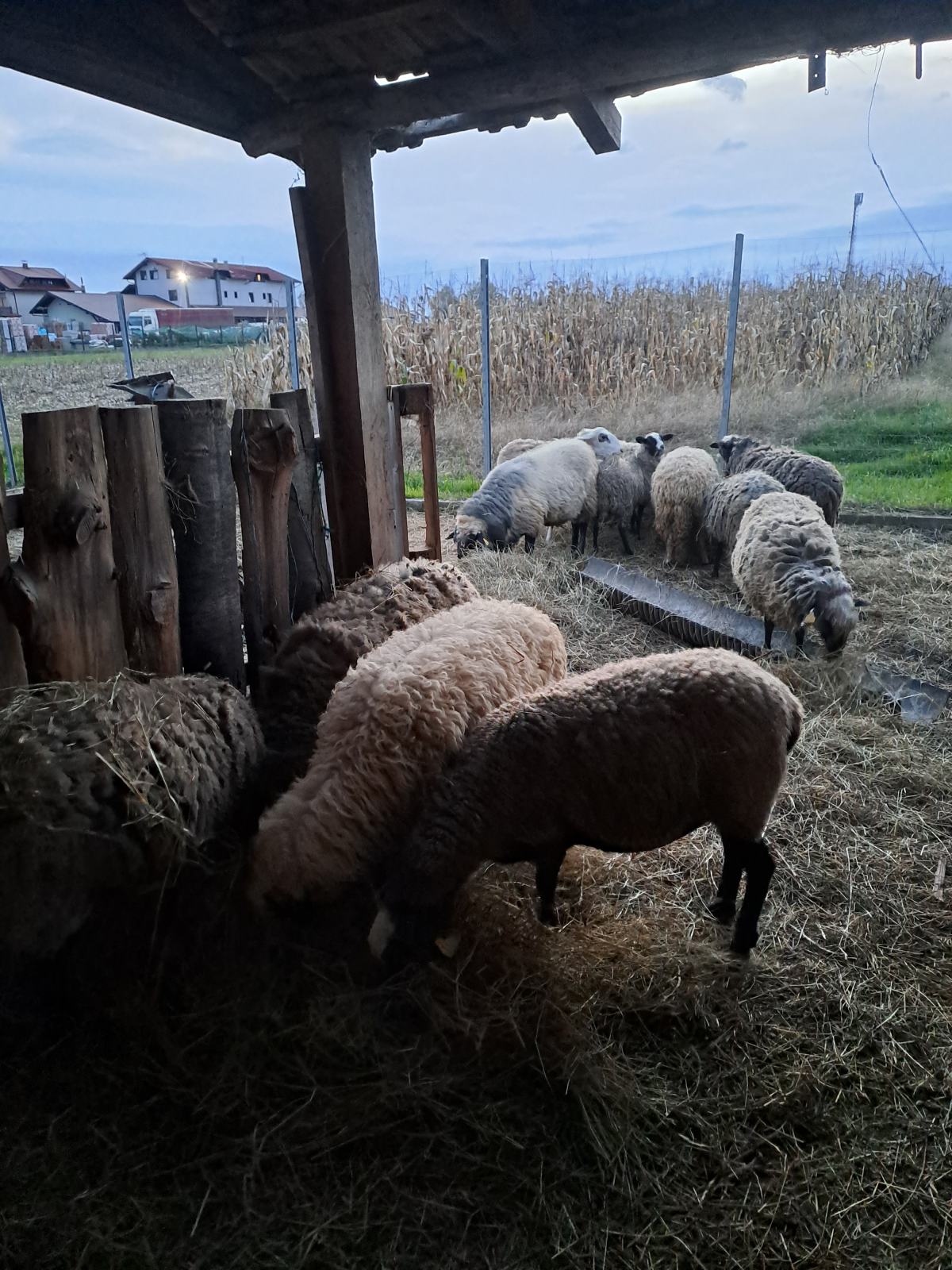 Prodaje se stado ovaca