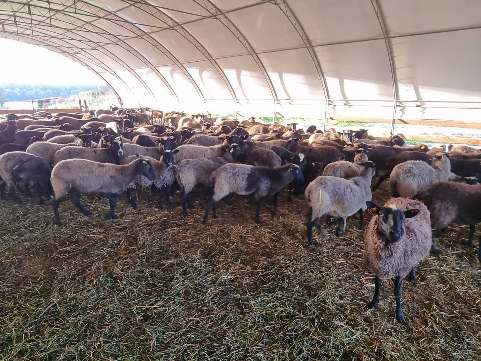 Prodajem 100 romanovskih ovaca