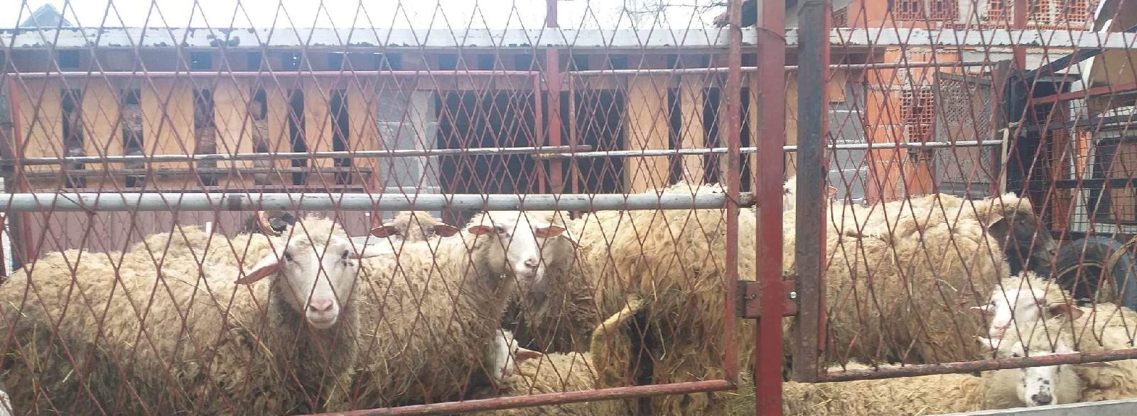 Hitno prodajem 12 Ovaca