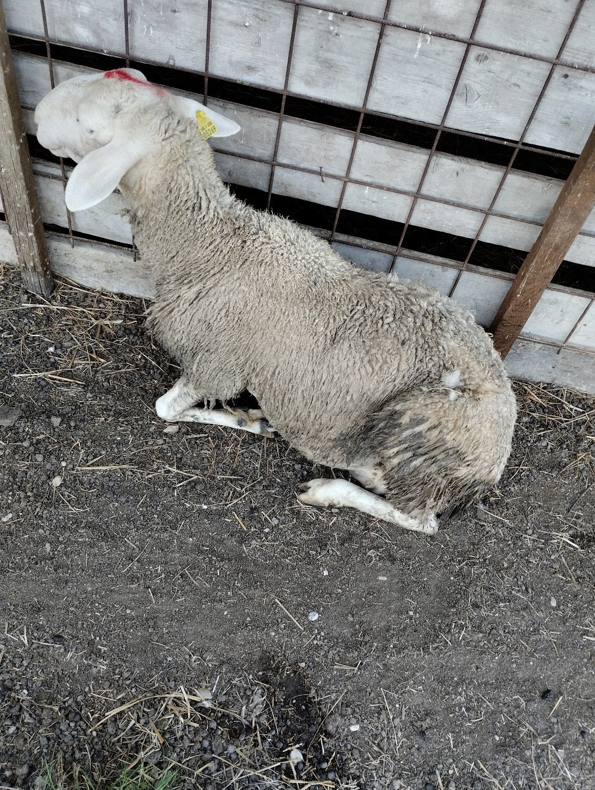 Prodajem 2 stare ovce za klanje