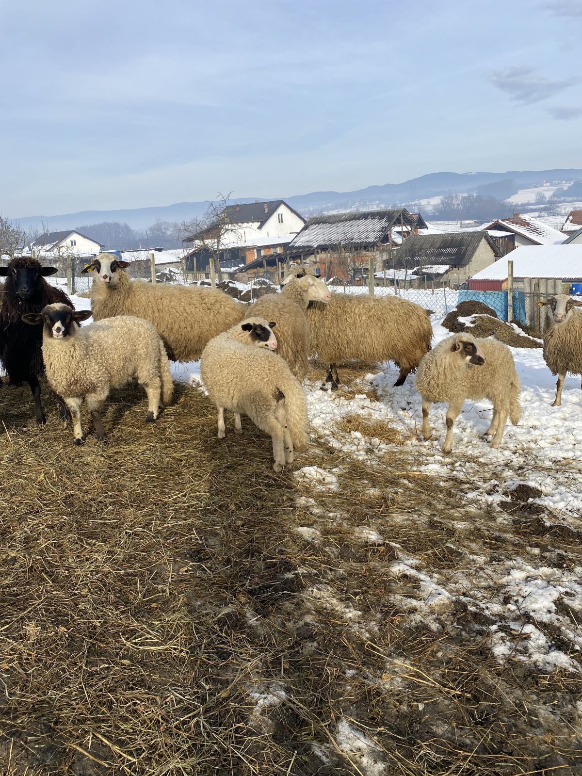 Prodajem janje, cca 25kg teško