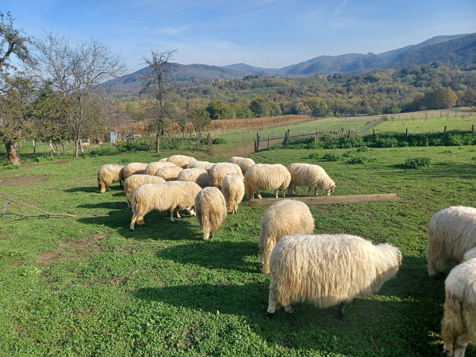 Prodajem 30 ovaca pasmine pramenka
