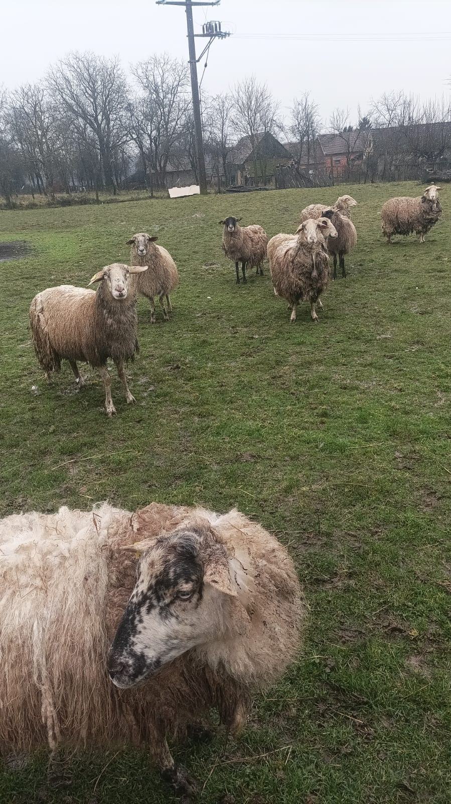 prodajem 9 ovaca hitno